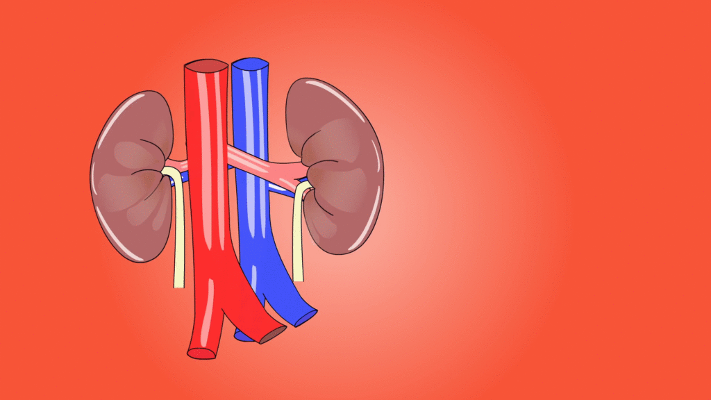 Anatomy of the Genitourinary System - TEAS | NurseHub
