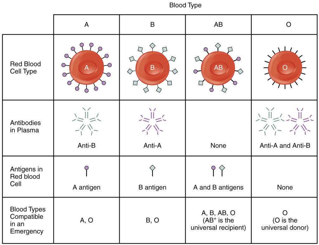 Blood Types Lesson - TEAS | NurseHub