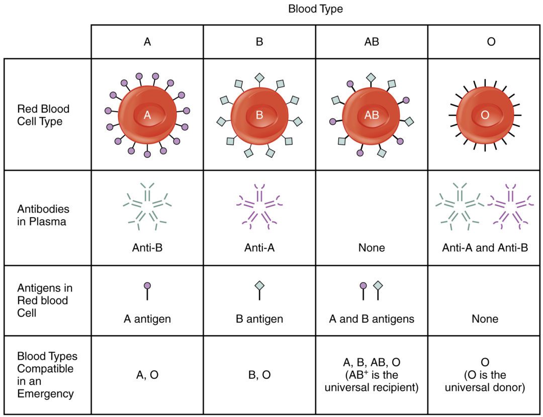 Blood Types Lesson - TEAS | NurseHub
