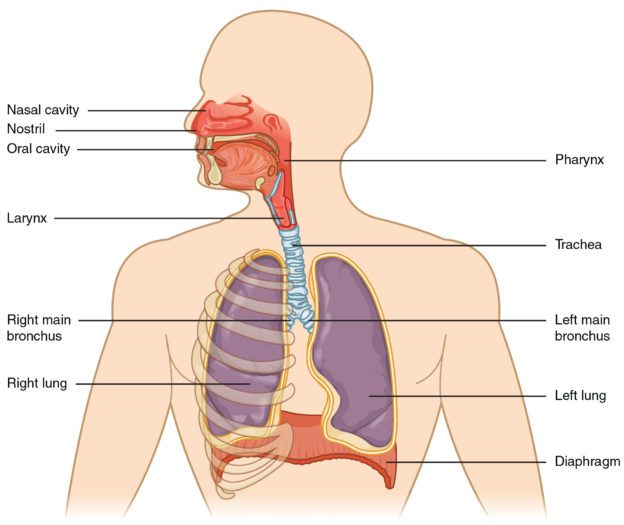 Respiratory System Part 1 - TEAS | NurseHub