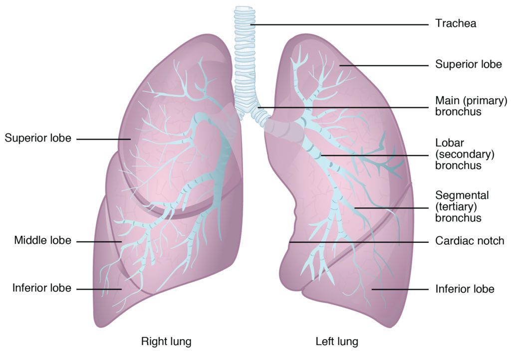 Respiratory System Part 1 - HESI | NurseHub
