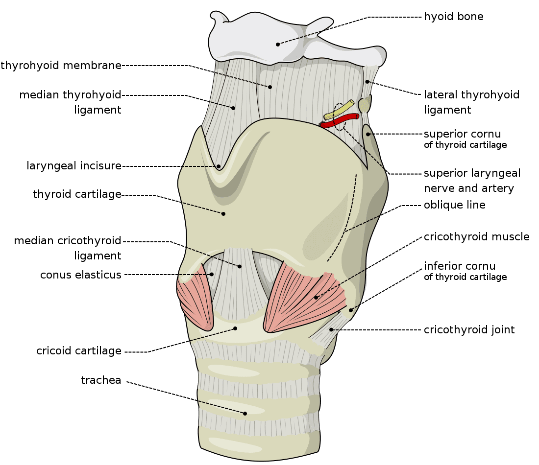 Respiratory System Part 1 - HESI | NurseHub