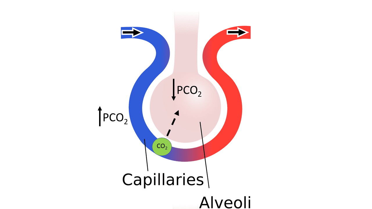 Respiratory System Part 2 - HESI | NurseHub