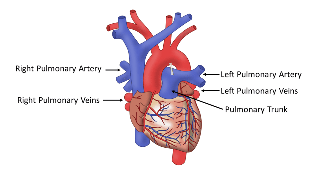 Respiratory System Part 2 - HESI | NurseHub