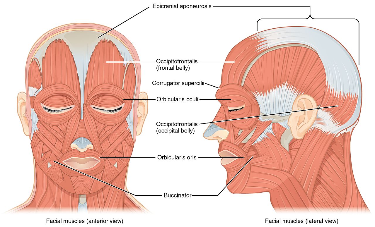 orbicularis oris function
