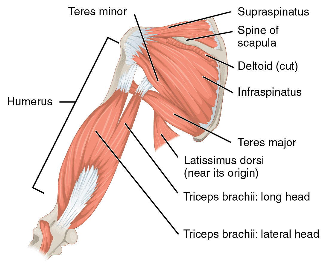 Muscles of the Extremities - TEAS | NurseHub