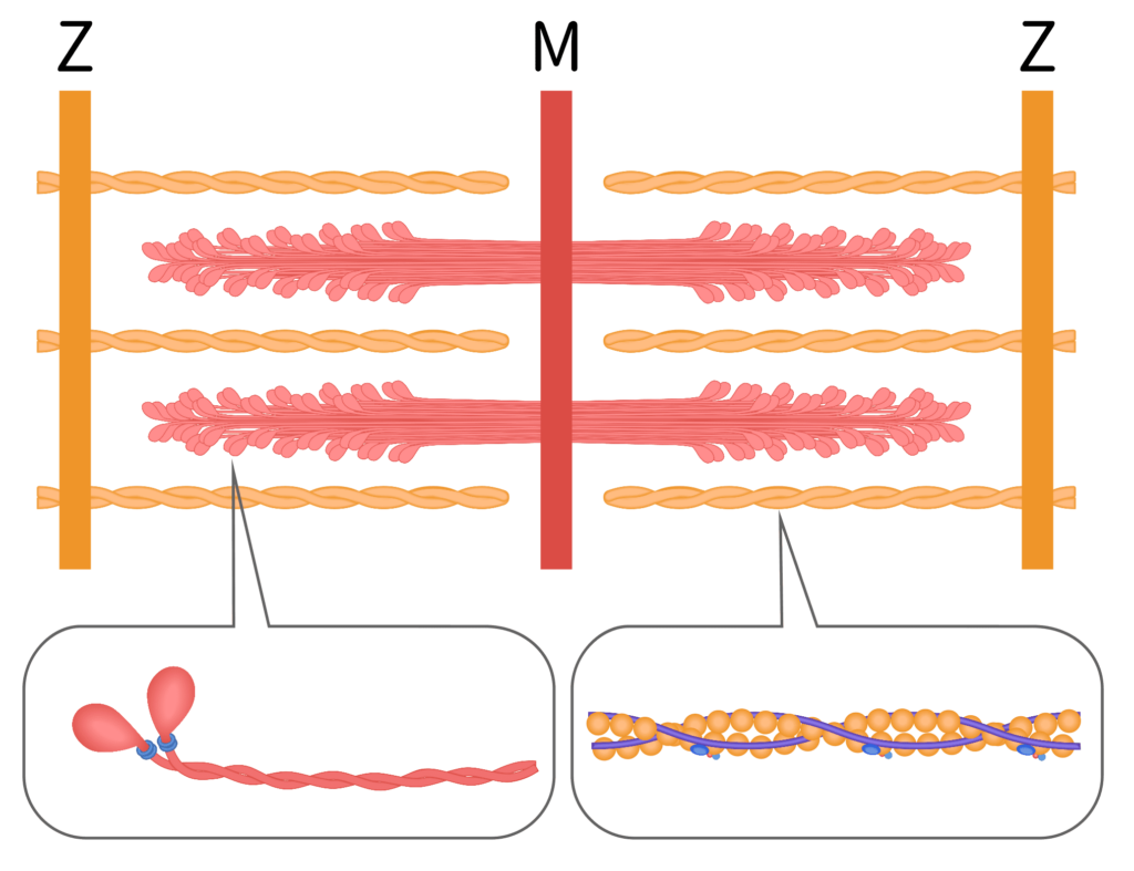 Muscle Fiber Contraction Animation