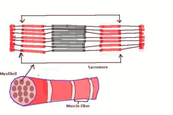 Muscle Contraction Physiology - TEAS | NurseHub