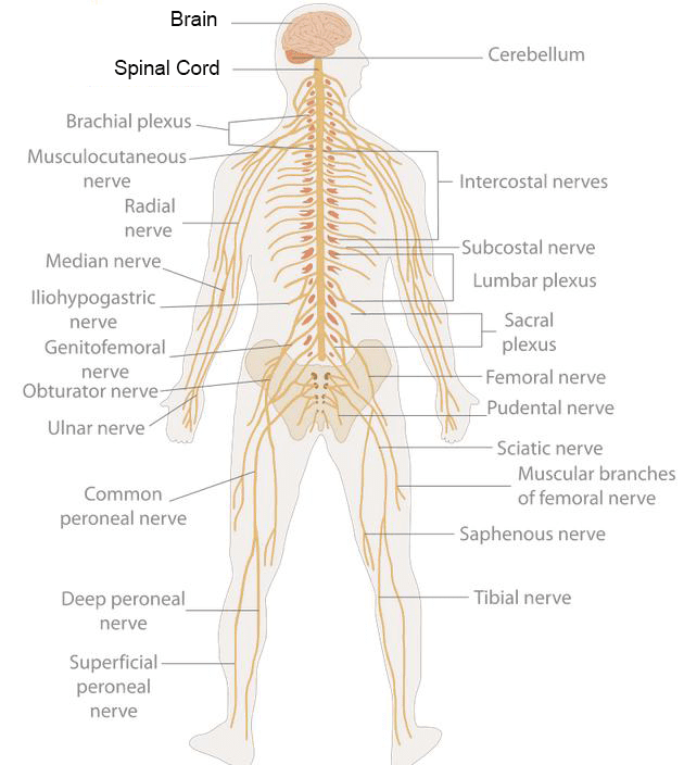 The Peripheral Nervous System - TEAS | NurseHub