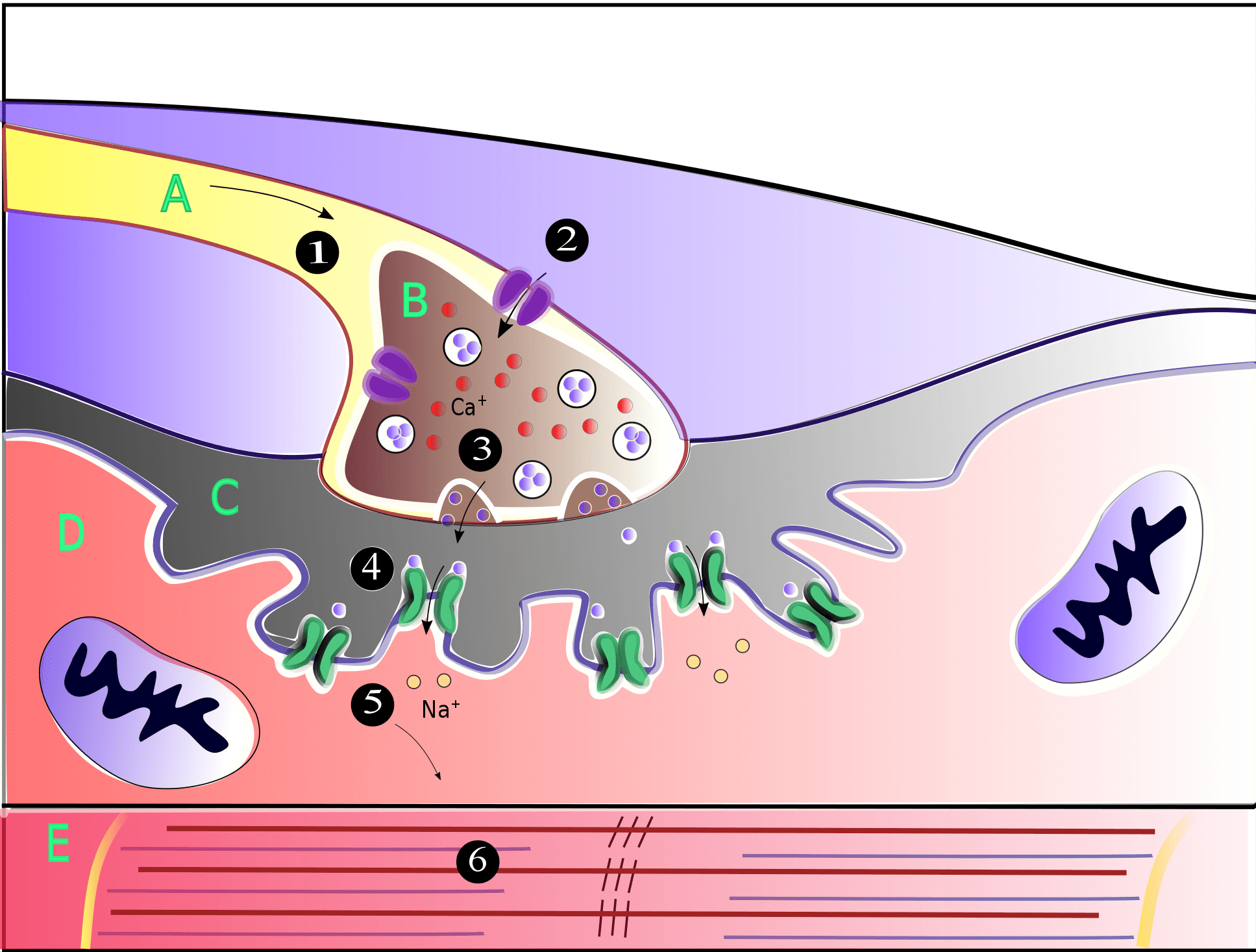 Muscle Contraction Physiology - TEAS | NurseHub