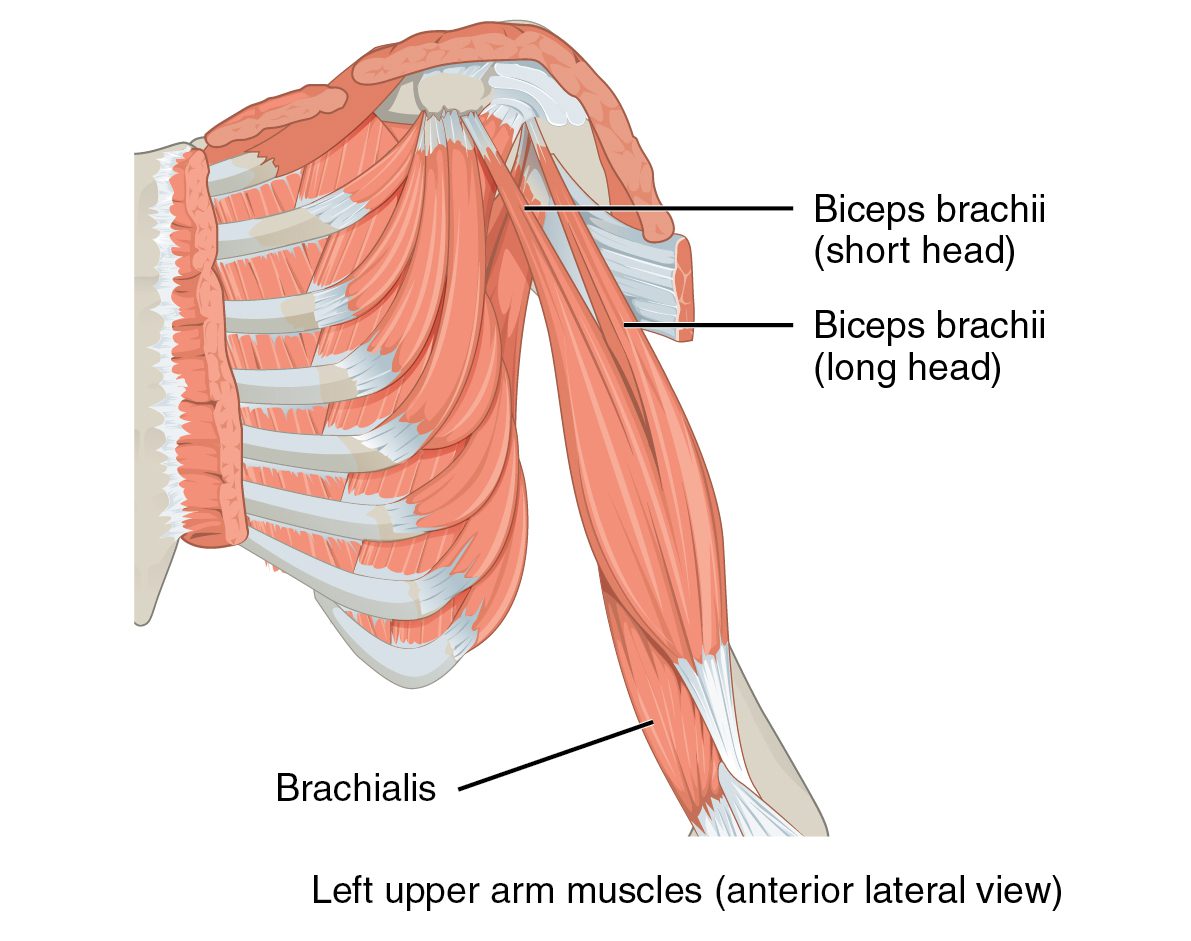 Muscles of the Extremities - TEAS | NurseHub