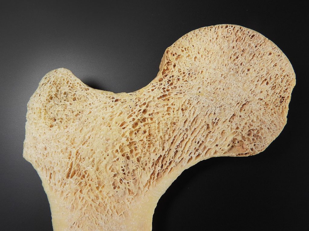 Introduction to the Skeletal System - HESI | NurseHub