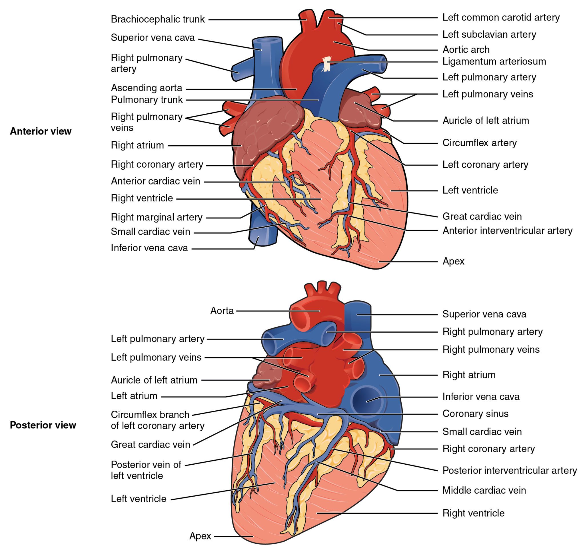 Cardiovascular System Anatomy - TEAS | NurseHub