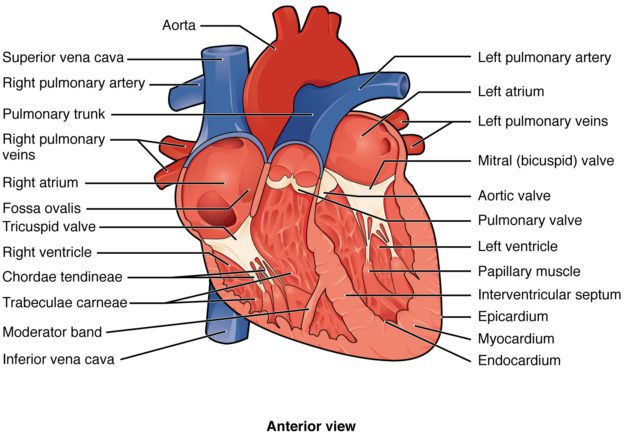 Cardiovascular System Anatomy - TEAS | NurseHub