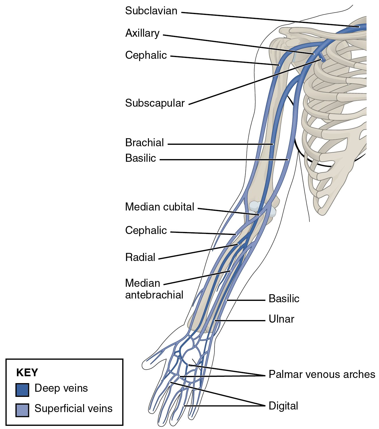 The Circulatory System | NurseHub
