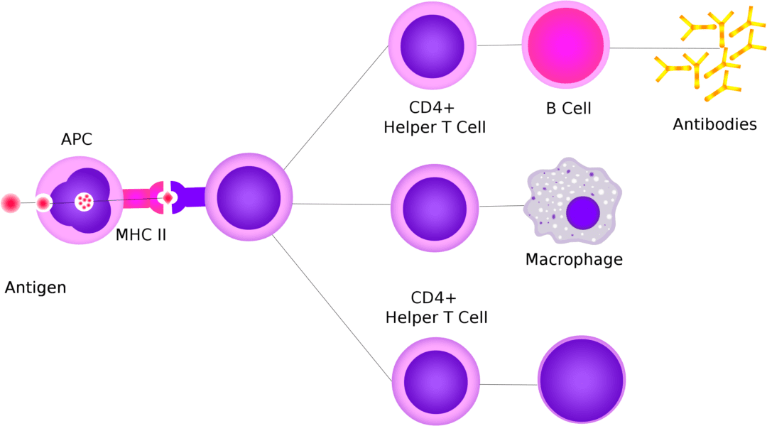 Adaptive Immunity - TEAS | NurseHub