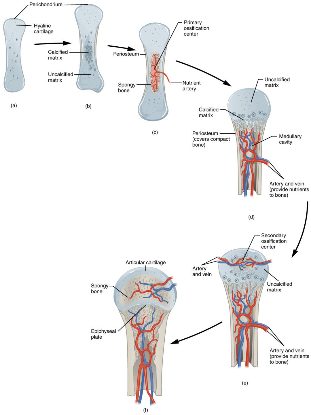 Introduction to the Skeletal System - HESI | NurseHub