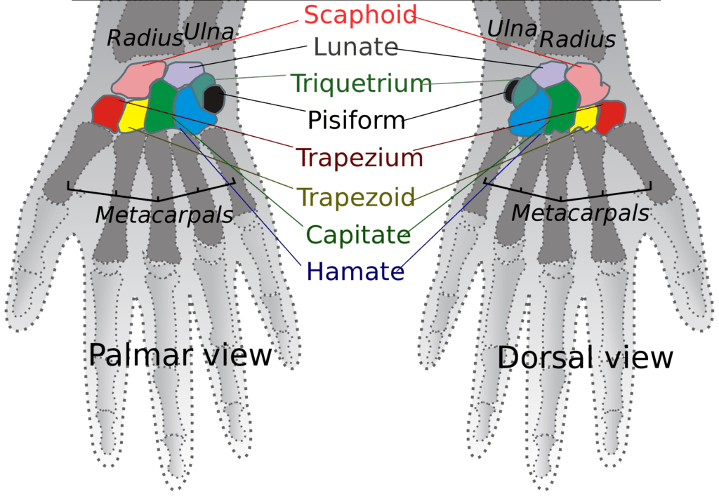Bones of the Upper Extremity - HESI | NurseHub