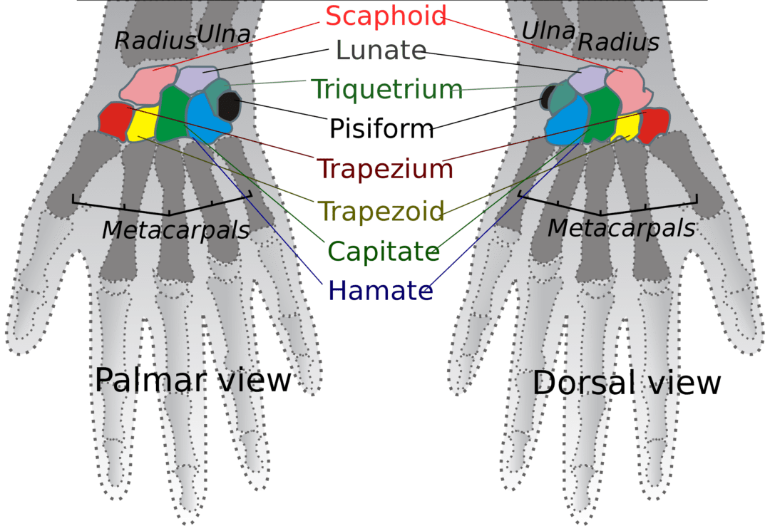 Bones of the Upper Extremity - HESI | NurseHub