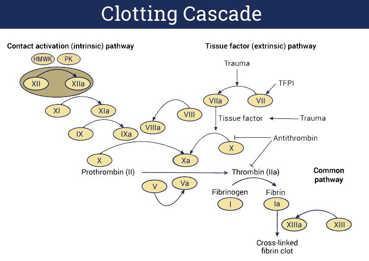 Hemostasis Lesson - TEAS | NurseHub