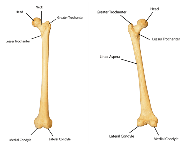 Bones of the Lower Extremity - HESI | NurseHub