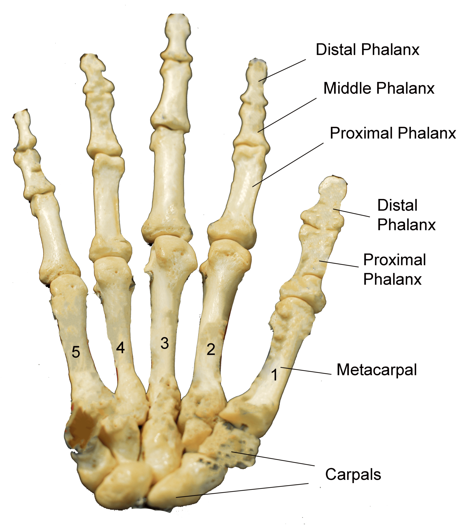 Bones of the Upper Extremity - HESI | NurseHub