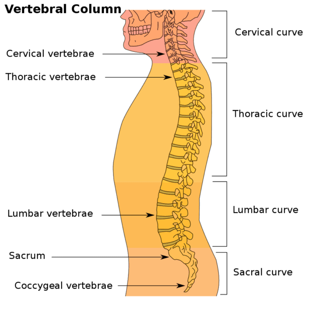 The Axial Skeleton Pt. 2 (The Spine, Ribcage, and Sacrum) - TEAS | NurseHub