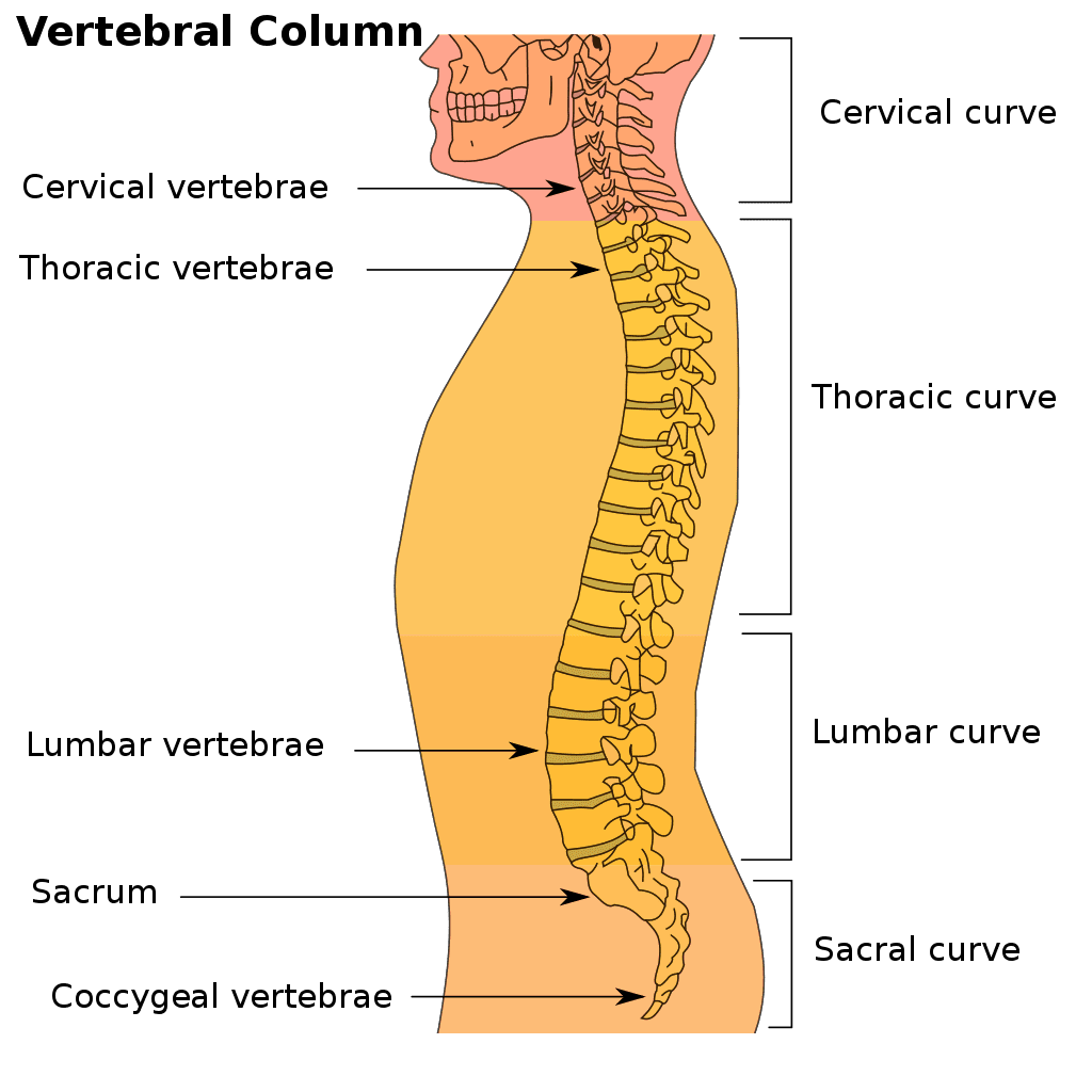 The Axial Skeleton Pt. 2 (The Spine, Ribcage, and Sacrum) - TEAS | NurseHub
