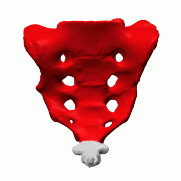 The Axial Skeleton Pt. 2 (The Spine, Ribcage, and Sacrum) - TEAS | NurseHub