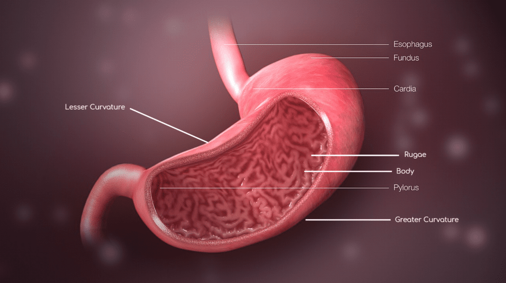 Anatomy of the Gastrointestinal (GI) System - TEAS | NurseHub