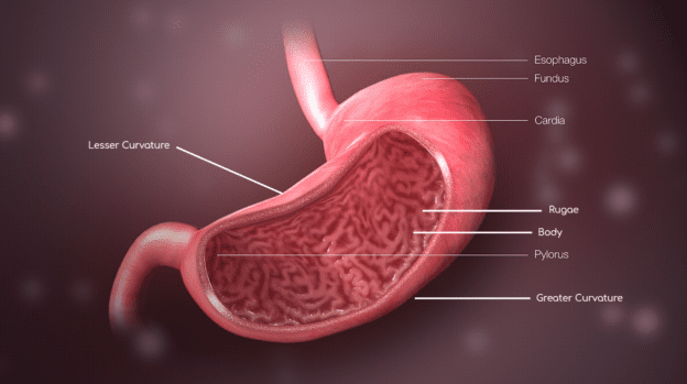 Anatomy of the Gastrointestinal (GI) System Lesson | NurseHub