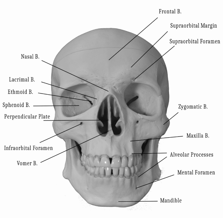 The Axial Skeleton Pt. 1 (The Skull) - HESI | NurseHub