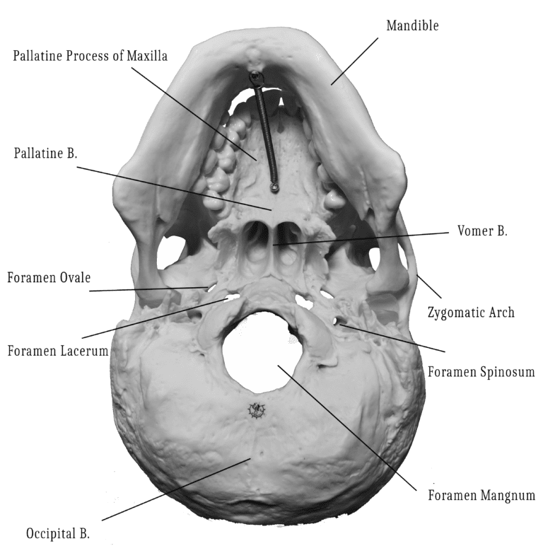 The Axial Skeleton Pt. 1 (The Skull) - TEAS | NurseHub