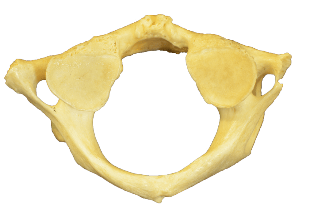 The Axial Skeleton Pt. 2 (The Spine, Ribcage, and Sacrum) - HESI | NurseHub