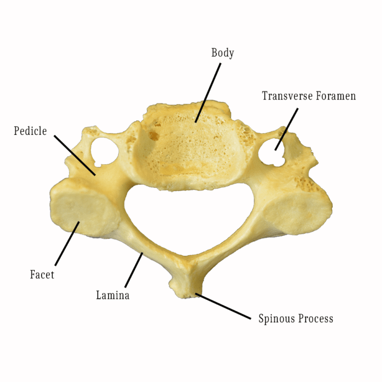 The Axial Skeleton Pt. 2 (The Spine, Ribcage, and Sacrum) - HESI | NurseHub