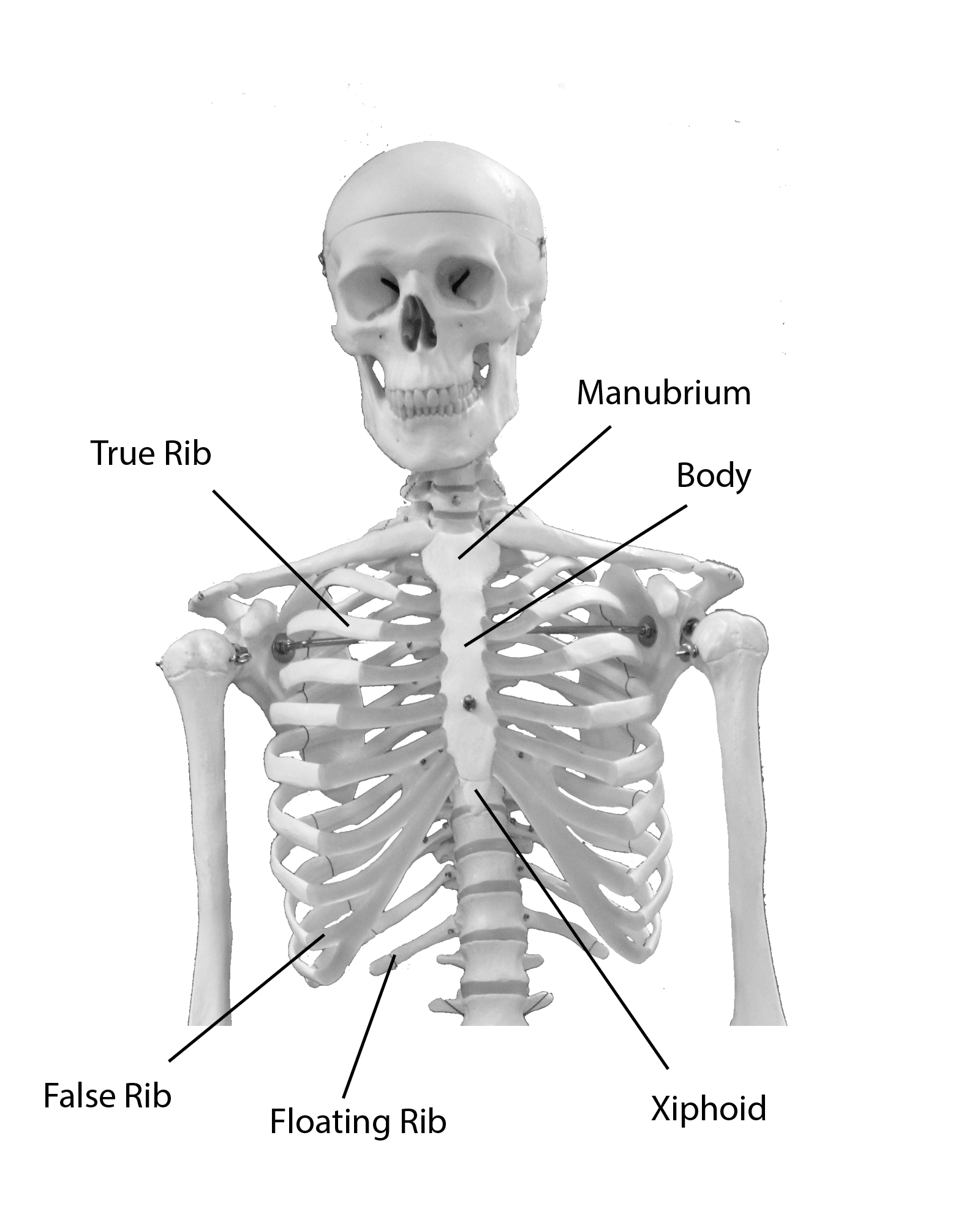 The Axial Skeleton Pt. 2 (The Spine, Ribcage, and Sacrum) - HESI | NurseHub