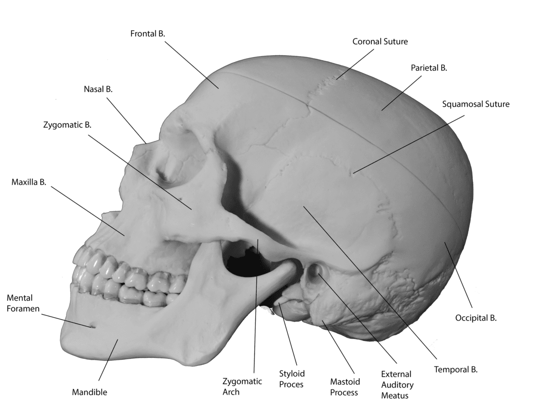 The Axial Skeleton Pt. 1 (The Skull) - TEAS | NurseHub