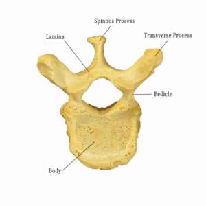 The Axial Skeleton Pt. 2 (The Spine, Ribcage, and Sacrum) - TEAS | NurseHub