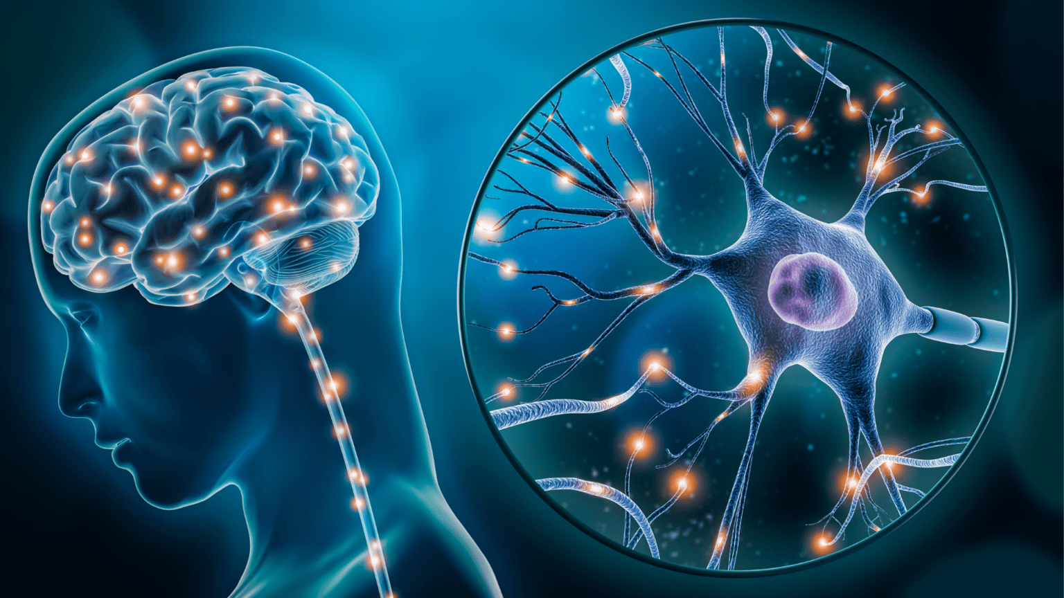 A&P Refresher | NurseHub