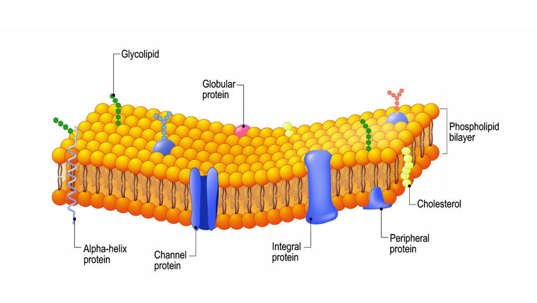 Plasma Membrane - TEAS | NurseHub