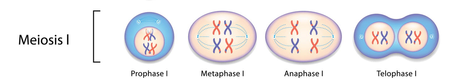 Meiosis - TEAS | NurseHub