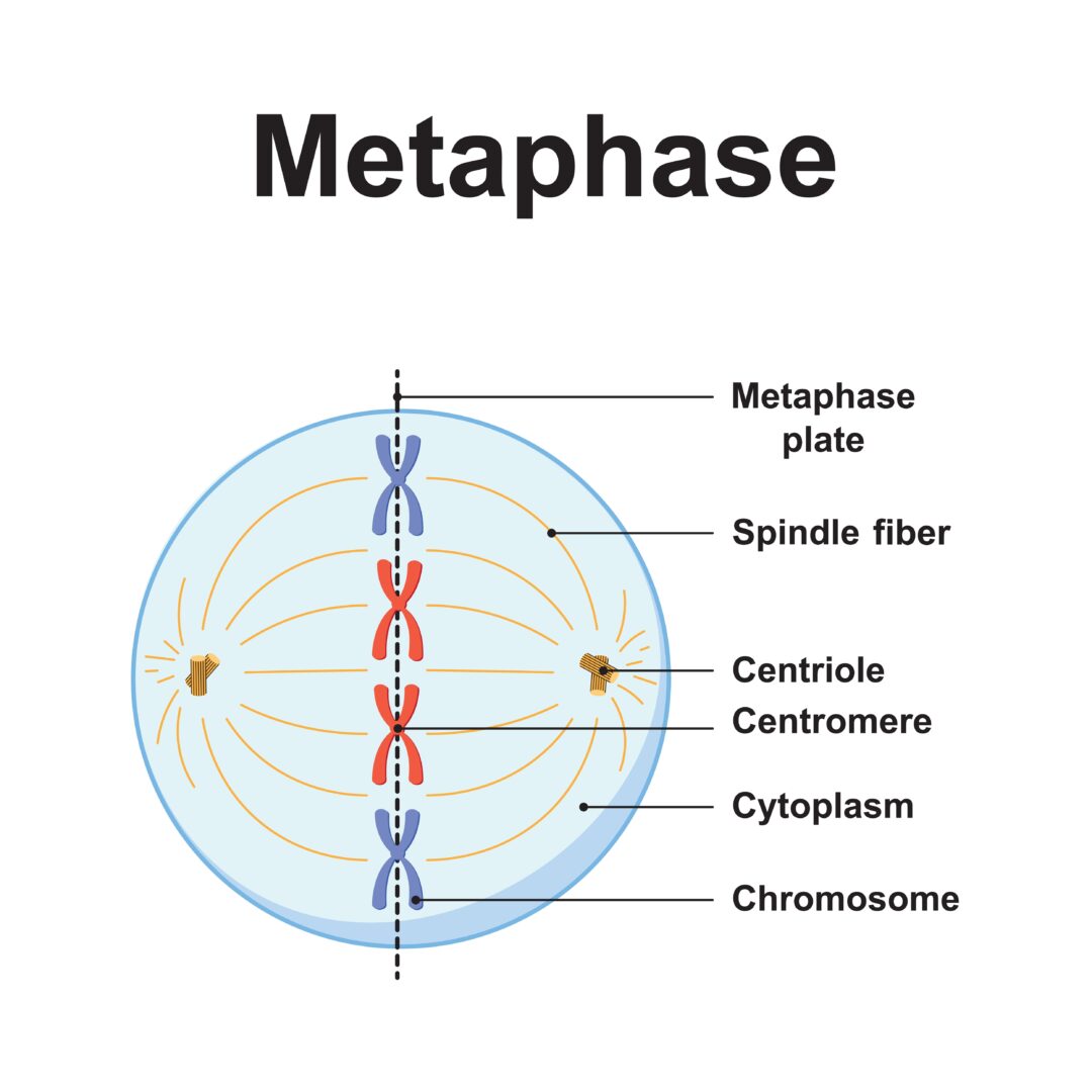 Mitosis - TEAS | NurseHub
