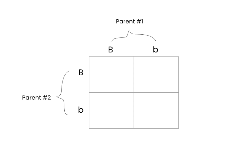 Punnett Squares - TEAS | NurseHub