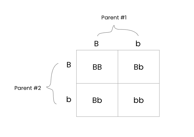 Punnett Squares - TEAS | NurseHub