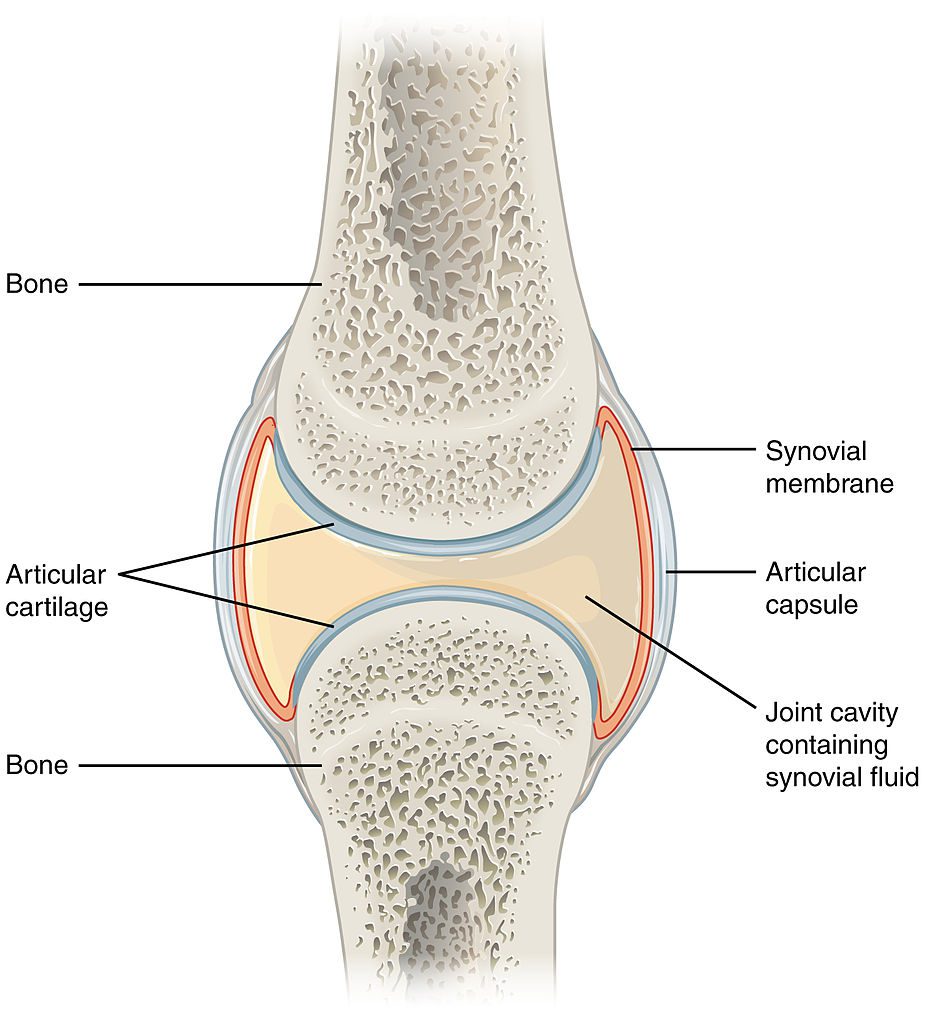 Joints (Articulations) - HESI | NurseHub