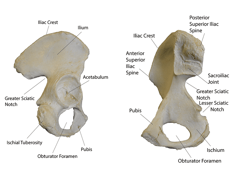Bones of the Lower Extremity - TEAS | NurseHub