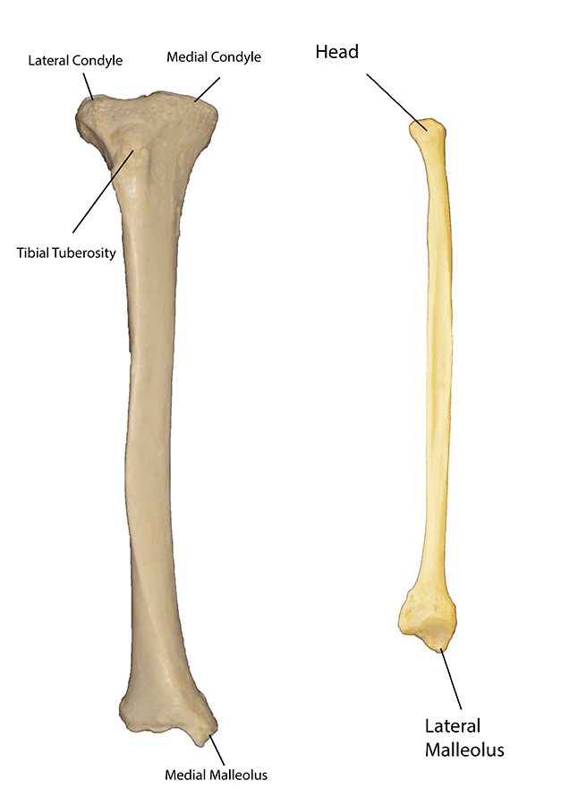 Bones of the Lower Extremity - HESI | NurseHub