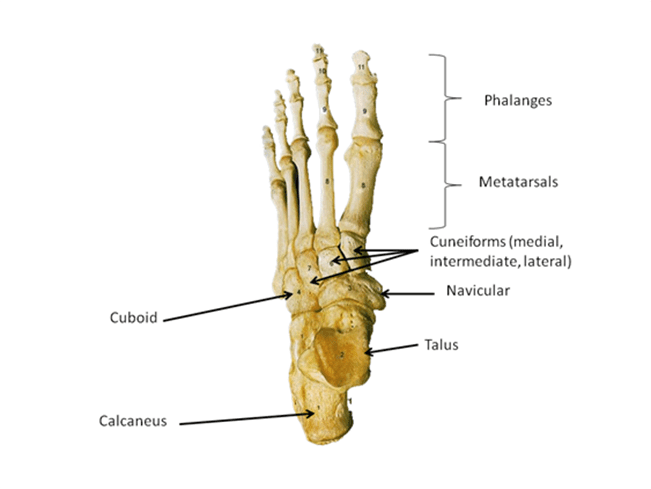 Bones of the Lower Extremity - TEAS | NurseHub