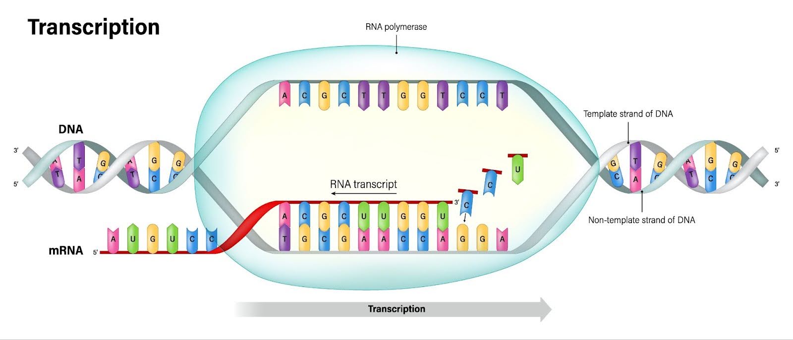 Protein Synthesis Transcription Diagram