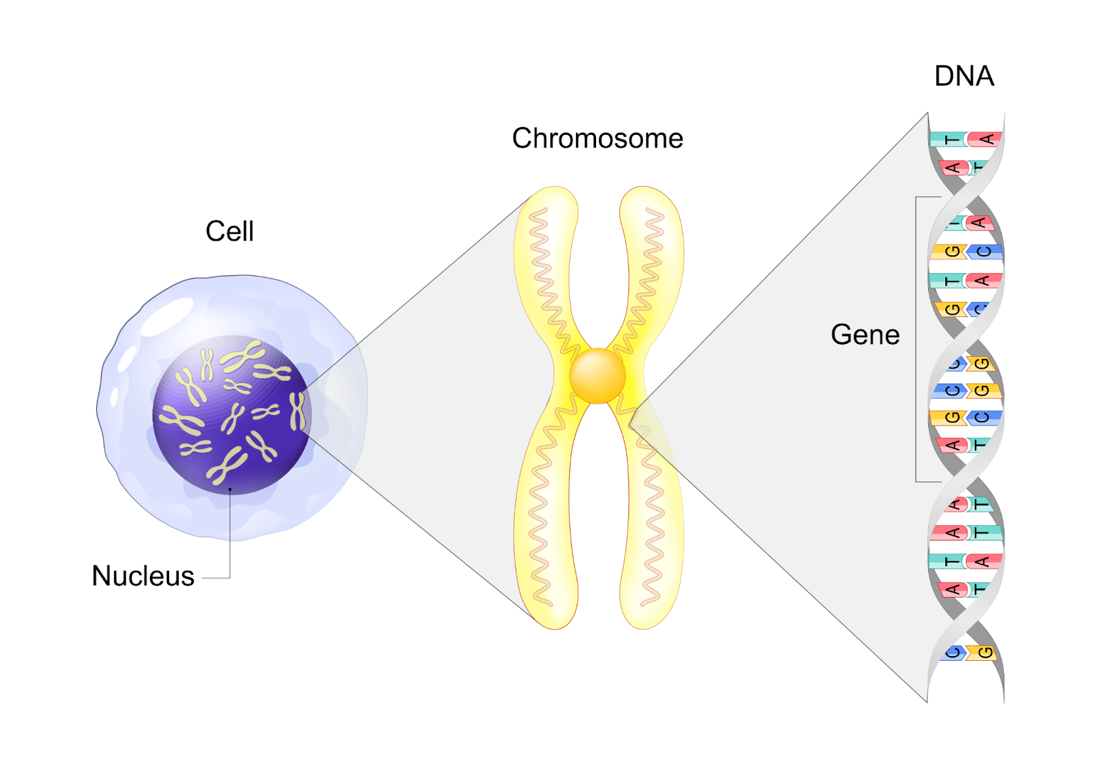Relationship Between Dna And Chromosomes Chromosome Information